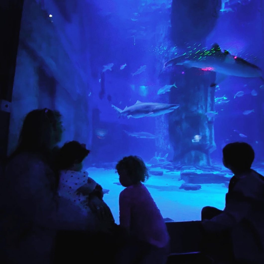 Sea Life London Aquarium | That's The Way The Cookie Crumbles